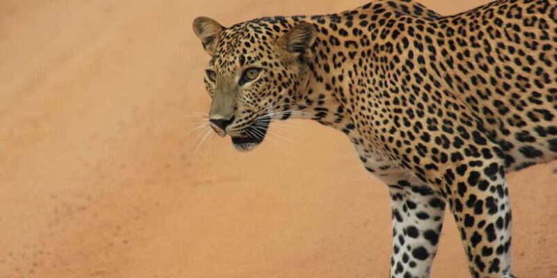 Hambantota Port Cruise: YALA Wildlife Safari (6 hours) - Key Points
