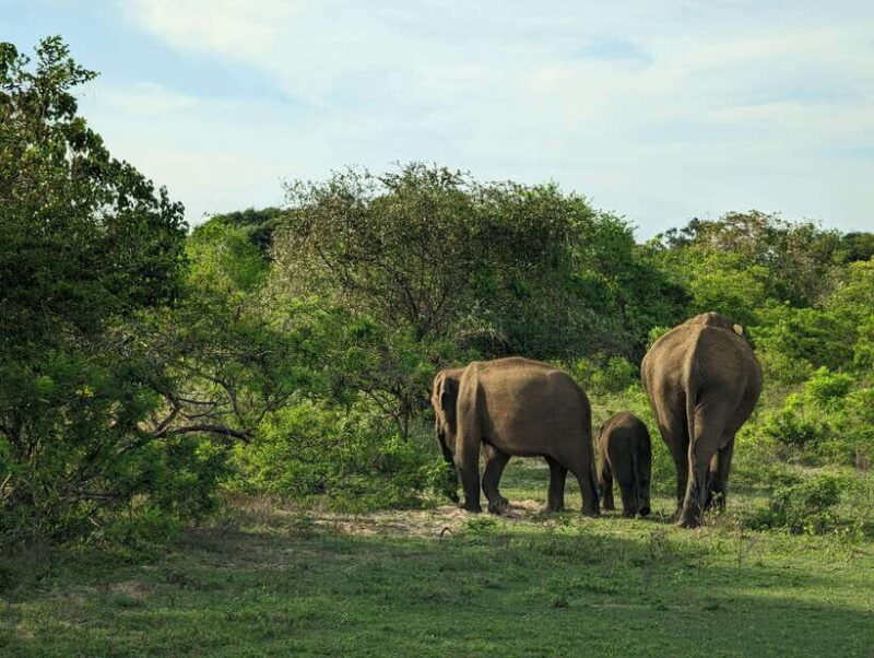 Hambantota Shore Excursion: Village and Cultural tour - Discovering Hambantota: A Village and Cultural Tour Worth Considering