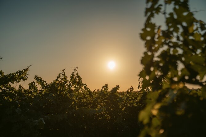 Heraklion Private Half-Day Wine Tasting Tour in Lyrarakis Winery - An In-Depth Look at the Wine Tasting Tour Experience