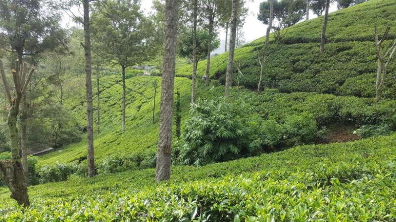 Hikkaduwa/Galle/Weligama/Mirissa: Day Trip to Ella Highlands - Key Points