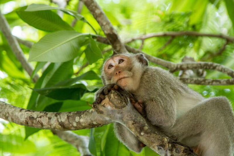 Ho Chi Minh City: Can Gio Eco Escape And Wildlife Discovery - Key Points