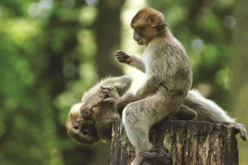Ho Chi Minh City: Can Gio Monkey Island Day Trip - Key Points
