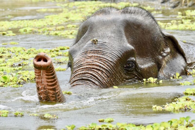 Hua Hin: Wildlife Friends Foundation Thailand Full-Day Visit - Hua Hin: Wildlife Friends Foundation Thailand Full-Day Visit – An Honest Look