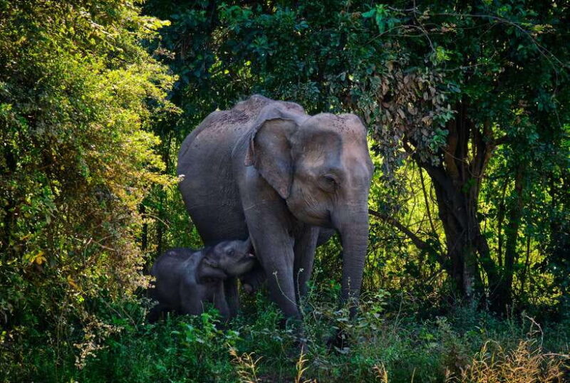 Hurlu eco park safari with jeep & Entrance ticket - Introduction