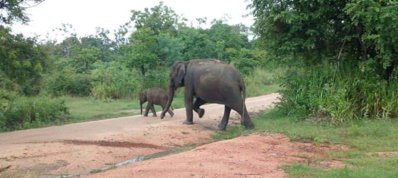 Hurulu Eco Park Safari - Key Points