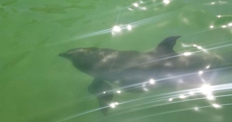 Island Paradise: Dolphin, Shelling, Birding Eco Boat Tour - Island Paradise: Dolphin, Shelling, Birding Eco Boat Tour – A Detailed Review