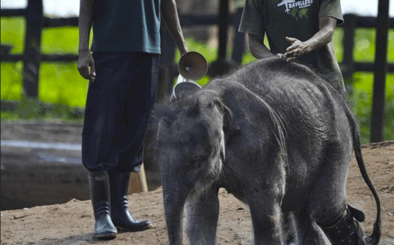 Jeep Safari to Udawalawa National Park from Colombo - Who Will Love This Tour?