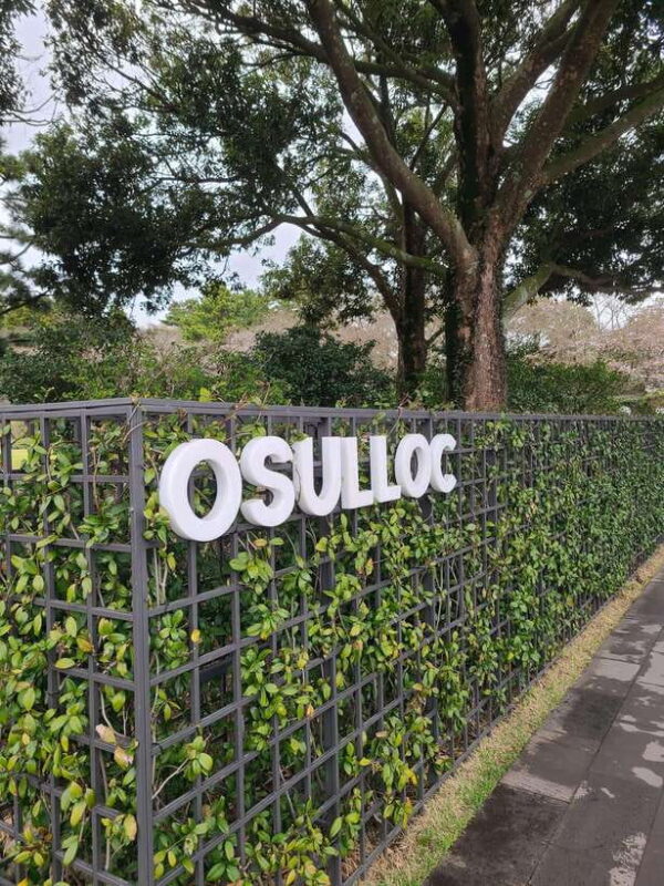 Jeju: Cherry Blossom South & West Day Tour with Hotel Pickup - Key Points