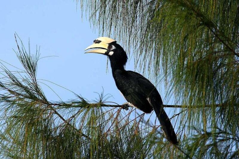Johor: Desaru Coast Birdwatching Tour - Key Points