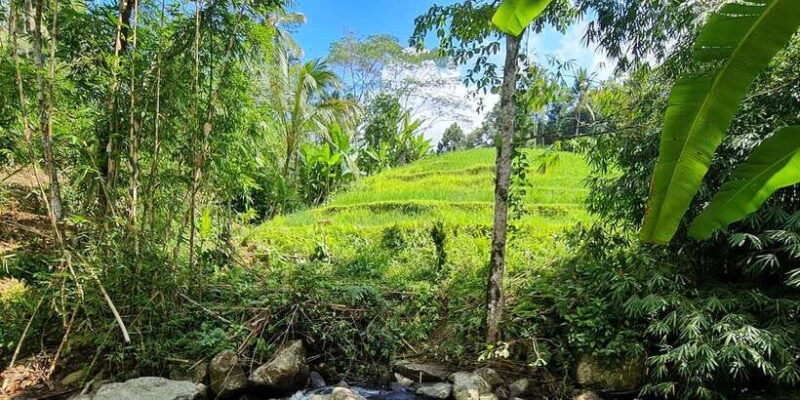 Jungle Trekking at Mt. Batukaru, scenic Waterfall & village - Exploring Bali’s Wild Side: Jungle Trekking at Mt. Batukaru, Waterfalls & Village Life