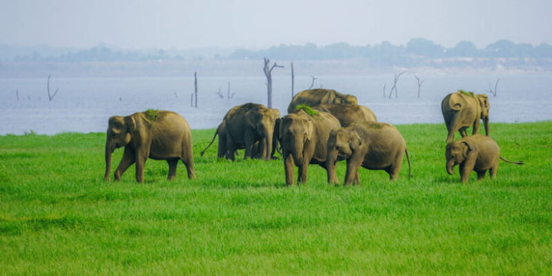 Kaudulla National Park Half Day Sri Lanka Jeep Safari - Discovering the Wild Side of Sri Lanka: Kaudulla National Park Half Day Jeep Safari