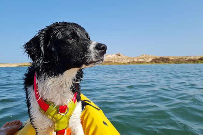 Kayak Rental in Praia dos Cavacos - A Review of the Kayak Rental in Praia dos Cavacos: Paddle Through Natural Beauty in Faro