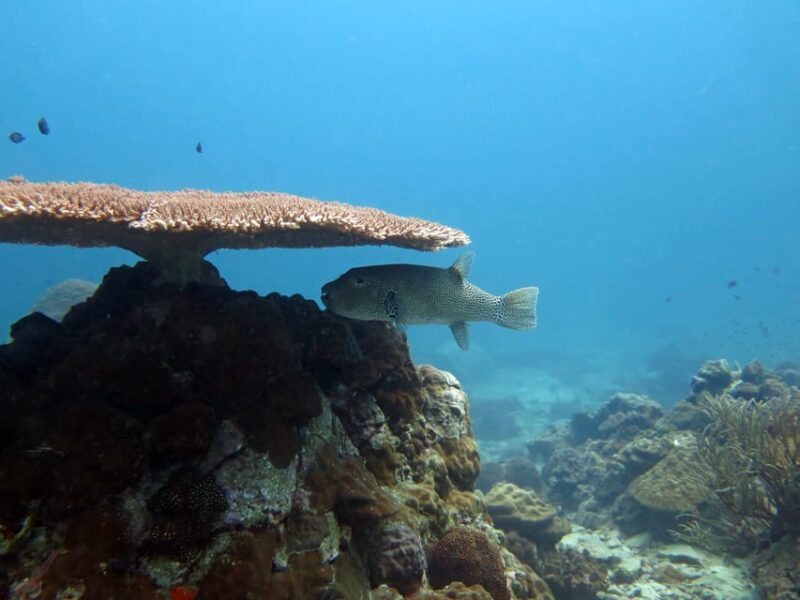 Koh Kood or Koh Rang: Snorkeling Day Trip with Buffet Lunch - Key Points