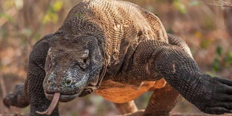 Komodo Island: Private 3-Day Tour with Boat and Hotel Stay - Key Points