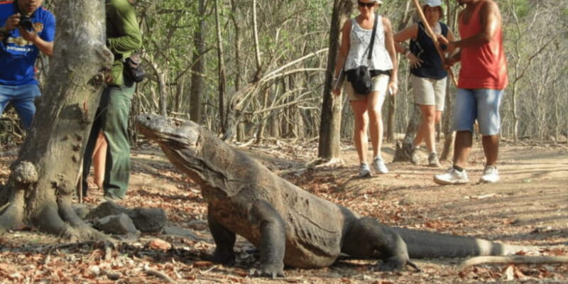 Komodo Islands: 2D1N Speedboat Tour, Land Tour & Hotel Stay - Key Points