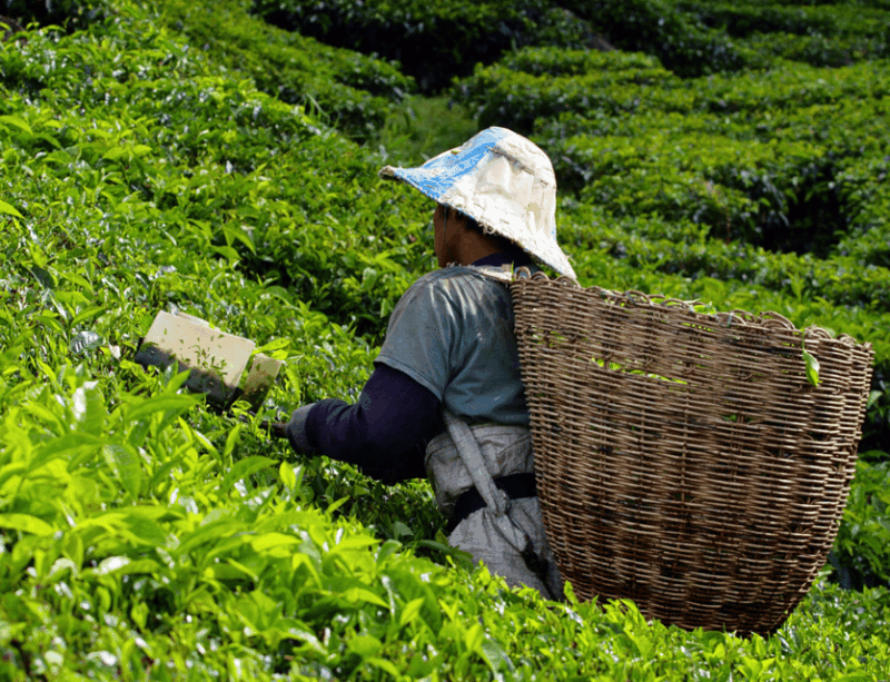 Kuala Lumpur: Cameron Highlands Highlights & Batu Caves Tour - FAQ