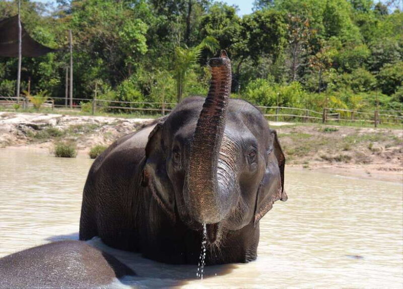 Kulen Elephant Forest Siem Reap in Small Group - Exploring Kulen Elephant Forest Siem Reap in Small Group
