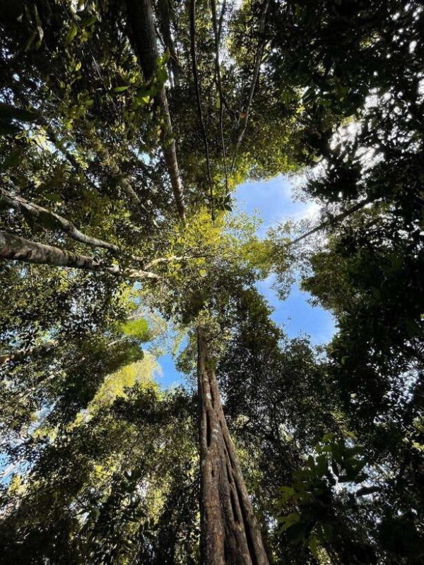 Langkawi: Morning Rainforest Walking Tour - A Closer Look at the Langkawi Rainforest Experience