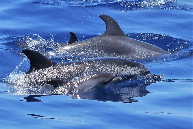 Los Gigantes Whale Watching Charter by Sail Boat - An Authentic Look at the Los Gigantes Whale Watching Charter by Sail Boat