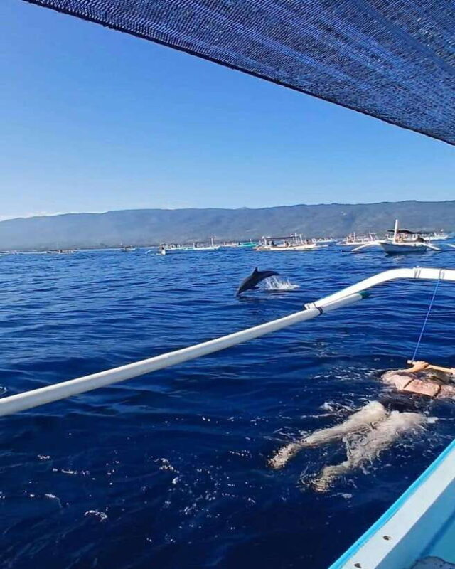 Lovina/BALI : SPECIAL Dolphin Watching,Swimming,Snorkeling - Key Points