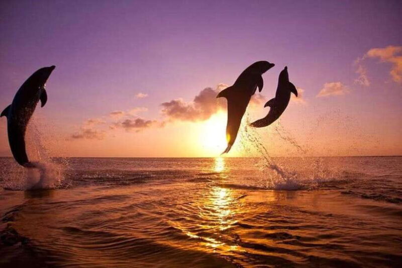 Lovina: Watching Dolphin, Swimming Dolphin Bali Tour - Key Points