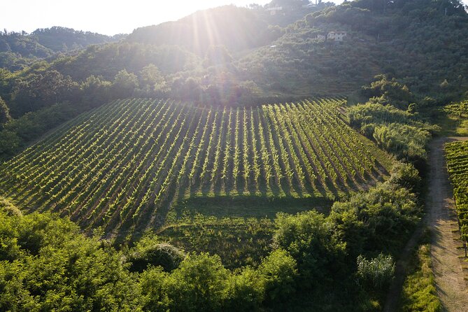 Lucca - Wine tasting at Tenuta Mareli - Key Points