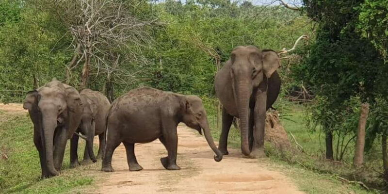 Lunugamvehera National Park Safari ( Yala Block V / VI ) - Key Points