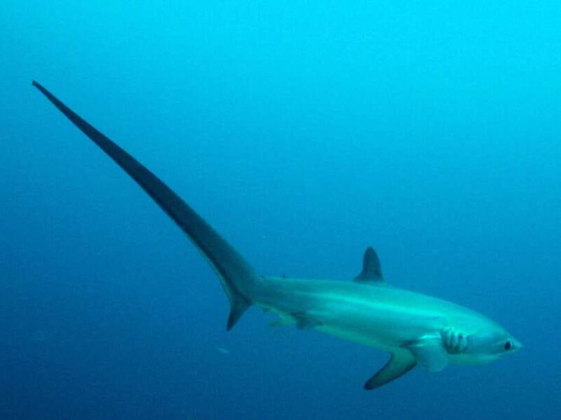 Malapascua: Advance Divers Shark Dive & Optional Transfer - Key Points