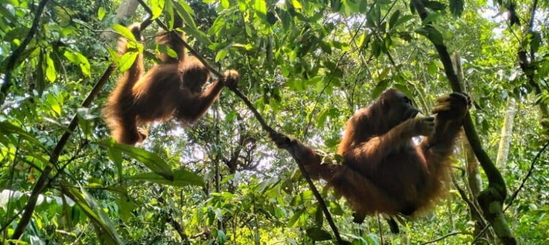 Medan: Bukit Lawang, Berastagi & Lake Toba Tour with Hotel - Introduction
