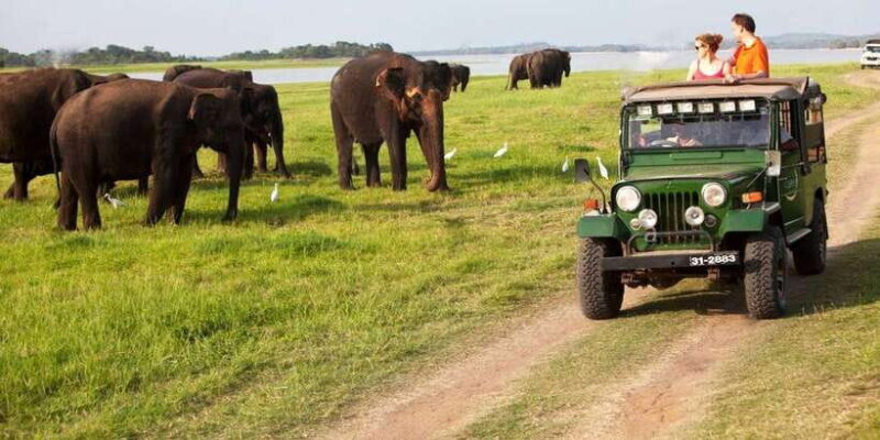 Minneriya:Jeep Safari From Kandy - Key Points