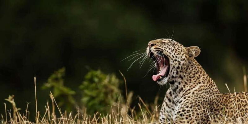 Mirissa/Galle: Transfer to Ella & YALA & UDAWALAWA Safaris - Key Points