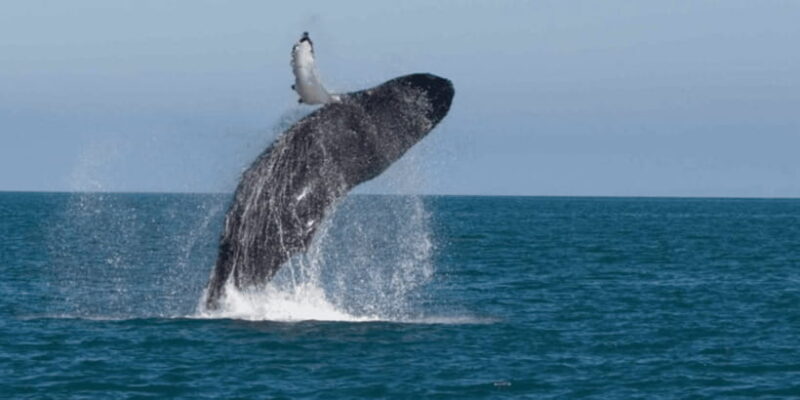 Mirissa: Whale & Dolphin Sightseeing Cruise - Key Points
