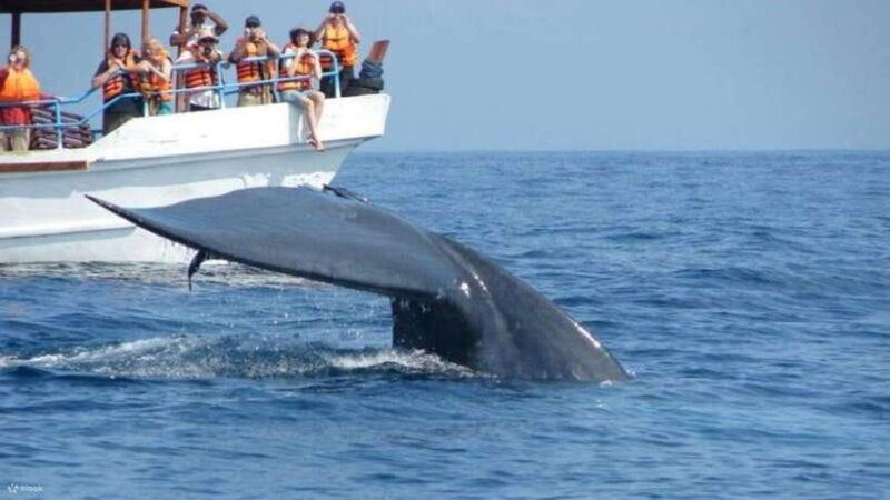 Mirissa: Whale & dolphin Watching Boat Tour with Breakfast - Key Points