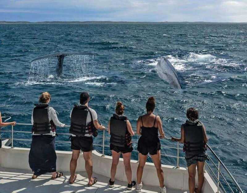 Mirissa: Whale Watching Cruise - Introduction