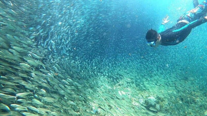 Moalboal: Sardine Run, Turtles and Pescador Island Hopping - Key Points