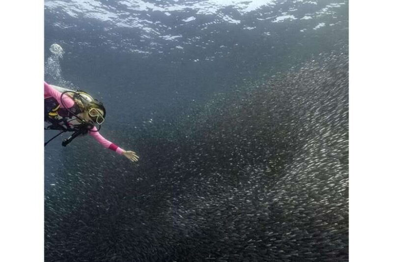 Moalboal : Scuba Diving Sardine Run and Turtle Chasing - The Itinerary Breakdown