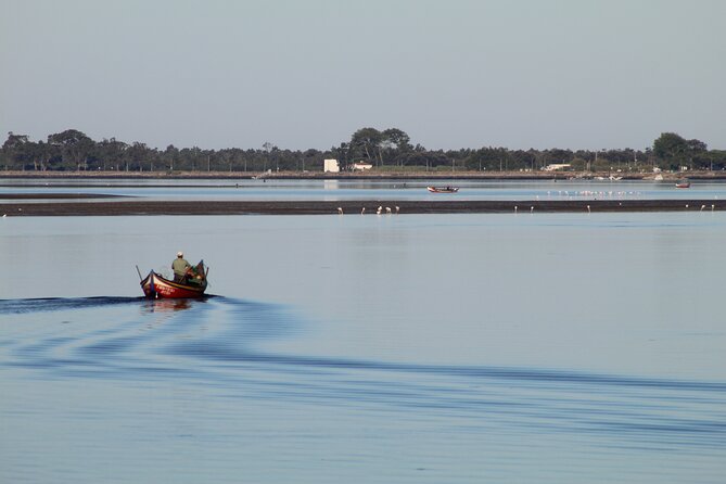 Moliceiro boat trip, with experience in bivalves harvesting - What the Tour Entails: An In-Depth Look