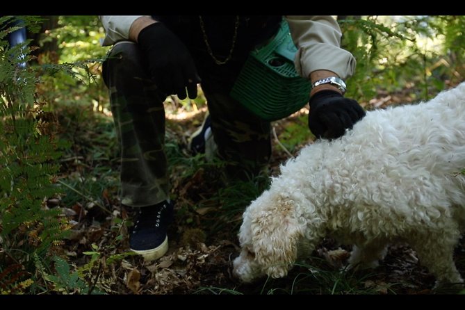 Mushroom or Truffle Hunting - Key Points