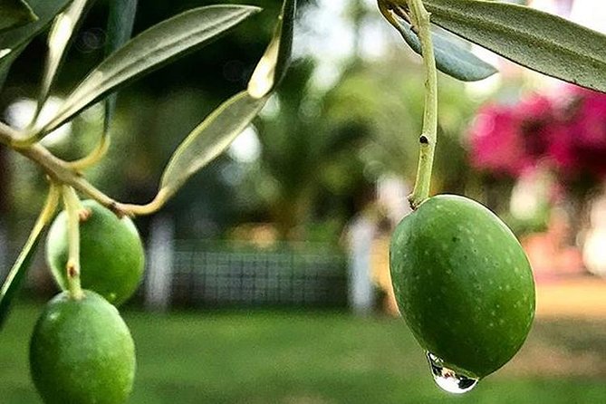 Olive Oil Tasting and Culinary Day Trip in Carmona - A Full-Day Exploration of Olive Oil and Carmona’s Heritage