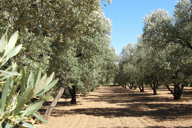 Olive Oil Tour and Visit to Belchite Old Town - Olive Oil Tour and Visit to Belchite Old Town: An Authentic Day in Zaragoza’s Countryside