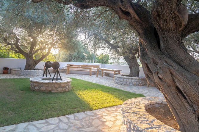 Olive Tour & Tasting - In The Sum Up