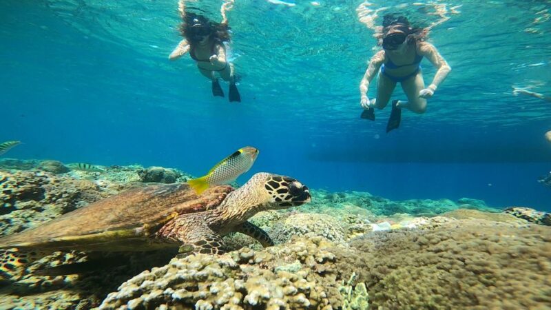 Ozzy Snorkeling 3 Islands Visit Baby Turtles - Key Points
