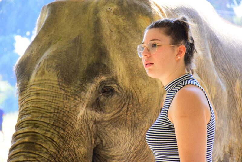 Phuket: Elephant Feeding Program - Introduction