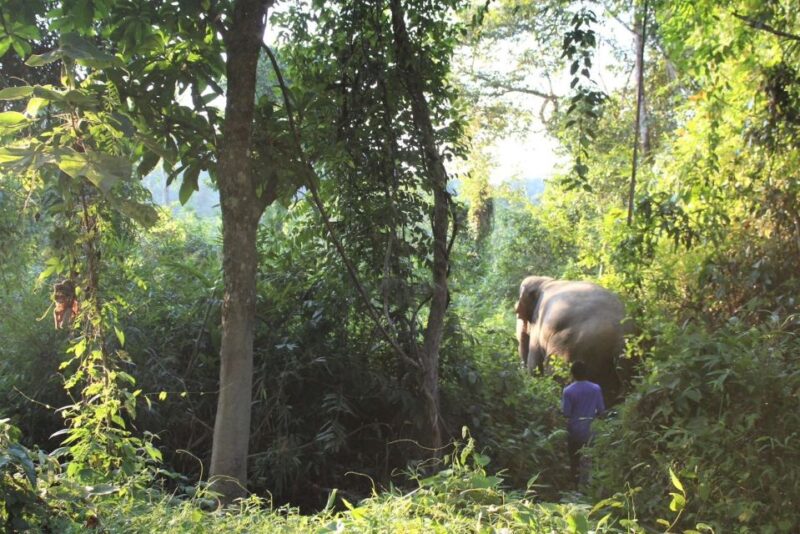Phuket: Unique Dawn Ethical Elephant Sanctuary Experience - Key Points