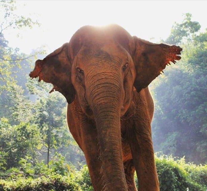 Phuket: Unique Dusk Ethical Elephant Sanctuary Experience - Key Points