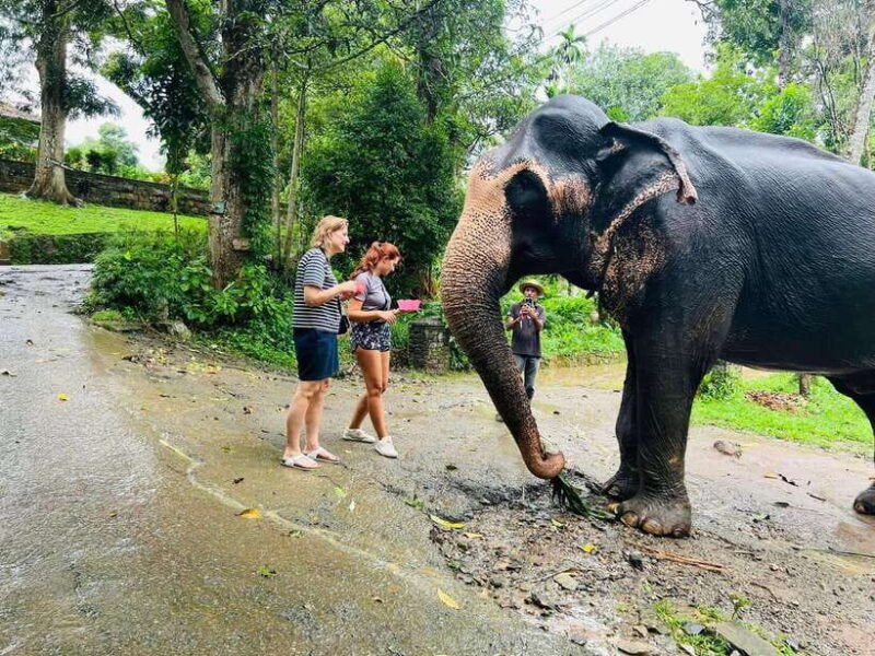Pinnawala Day Tour from Kandy (Private tour ) - Key Points
