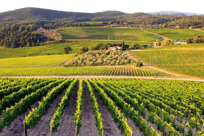 Pisa, San Gimignano and Chianti - Exploring the Charm of Tuscany: Pisa, San Gimignano, and Chianti