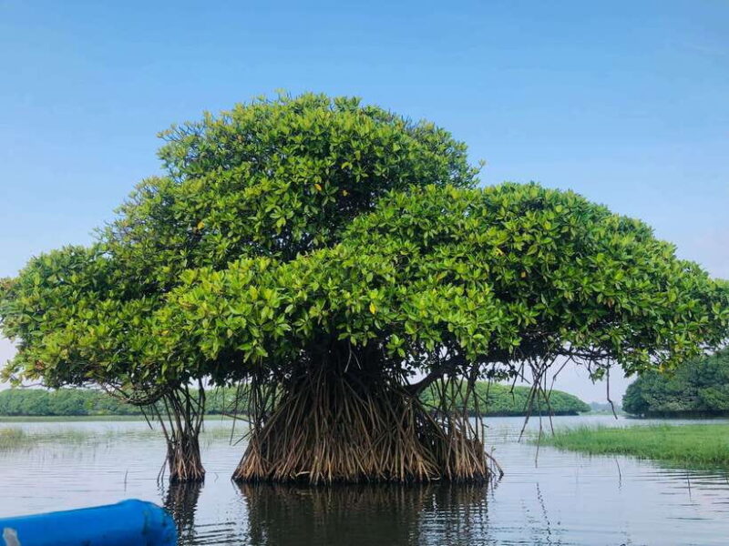 Pottuvil Lagoon Eco Tour : Mangrove Adventure in Arugam Bay - An Authentic Look at Pottuvil Lagoon