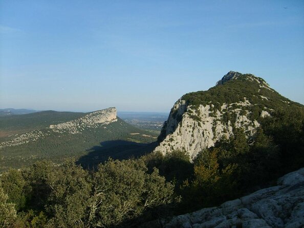 Private Full Day Pic Saint Loup Wine and Olive Tour with Lunch from Montpellier - Key Points