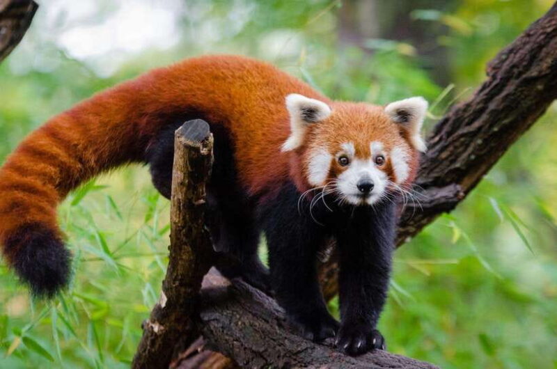 Private half day tour to Chengdu Panda Breeding Center - Key Points